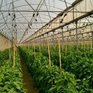 Smart Greenhouse | 2019 Guide to best Sensors and Remote Automated ...