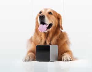 Pet IoT Devices | Product Guide to Dog, Cat and Fish Gadgets